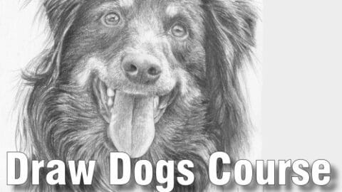 How to Draw Dogs Course | Online Art Lessons