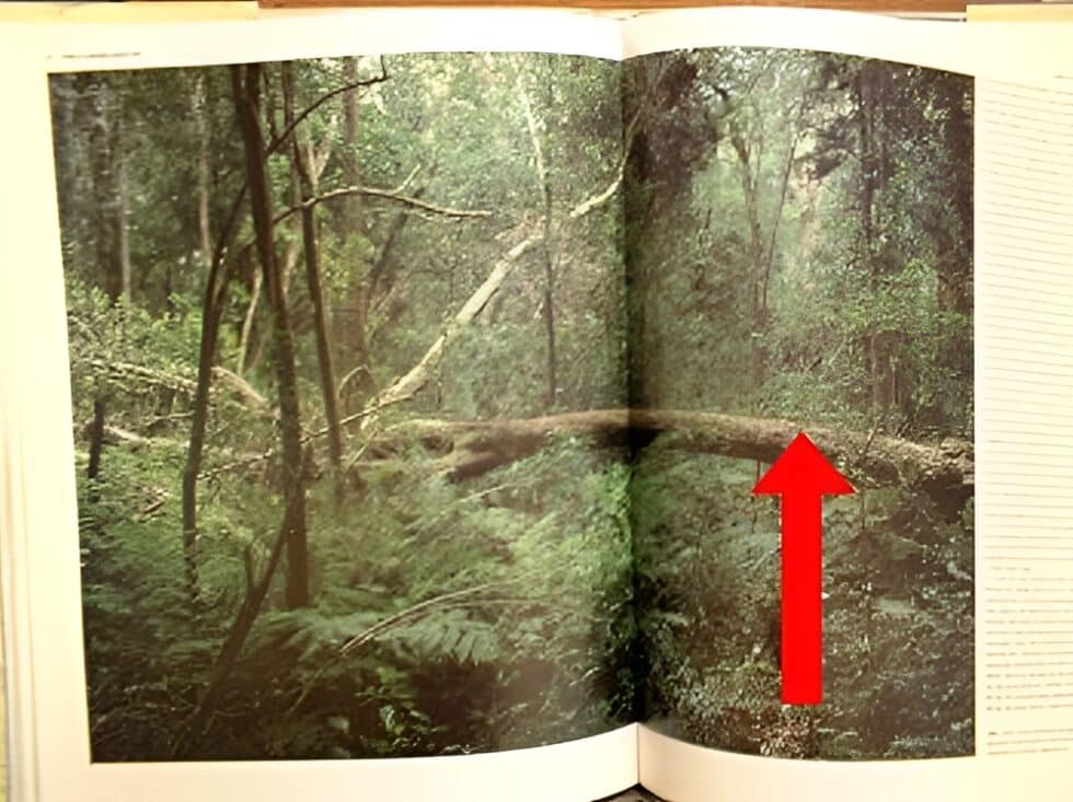 How to Paint a Path in the Forest | Online Art Lessons