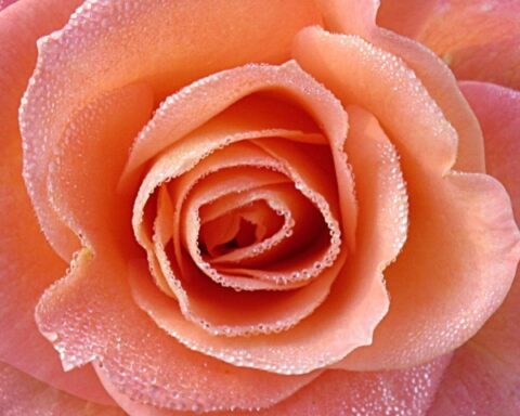 How to Paint a Rose in Oil | Online Art Lessons