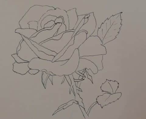 How to Draw a Rose in Pen and Ink | Online Art Lessons