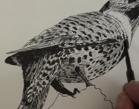Draw a Northern Flicker Bird in Pen & Ink | Online Art Lessons