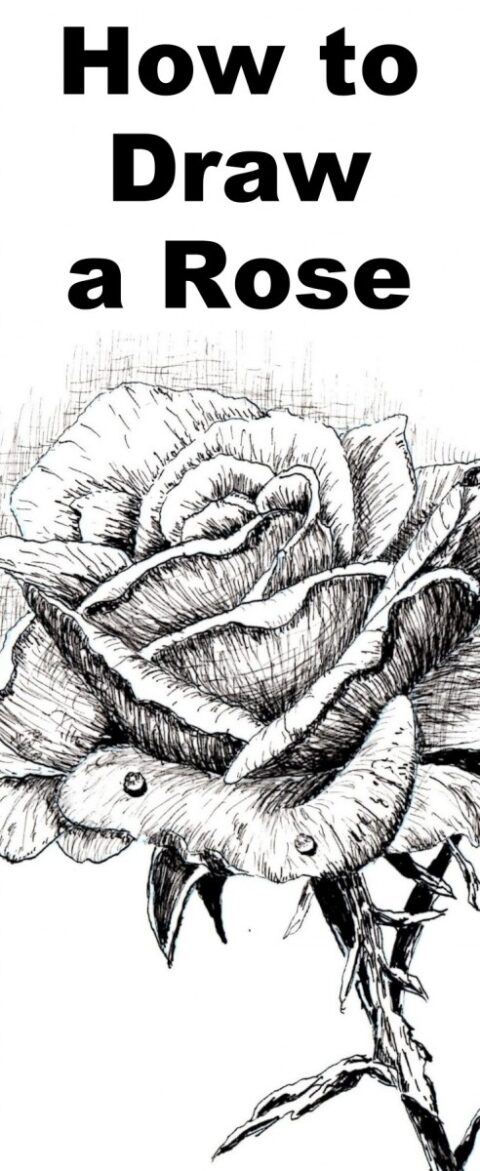How to Draw a Rose in Pen and Ink | Online Art Lessons
