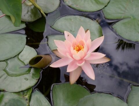 How to Draw a Waterlily | Online Art Lessons