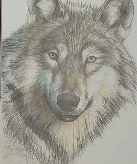 How to Easily Draw a Wolf | Online Art Lessons