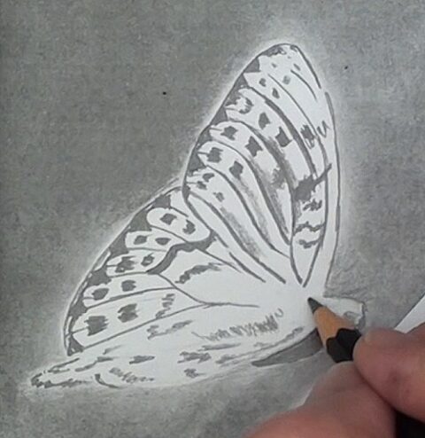 How to Draw a Butterfly on a Flower | Online Art Lessons