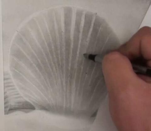 How to Draw Seashells | Online Art Lessons