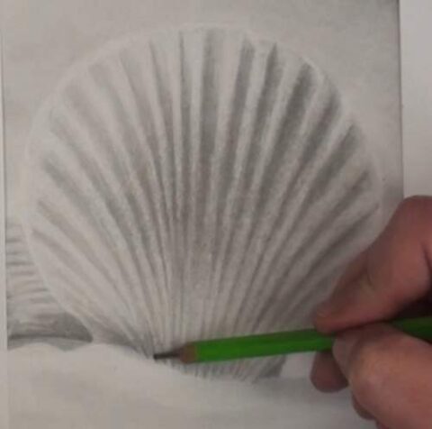 How to Draw Seashells | Online Art Lessons