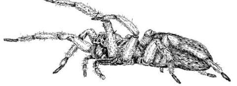 Introduction to Pen and Ink | Online Art Lessons